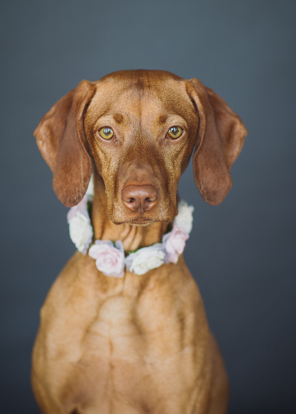 Maple Grove Magazine | The best places to dine, shop and explore