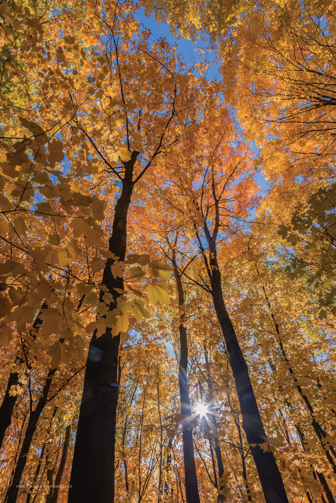 Fish Lake Fall - Maple Grove Magazine