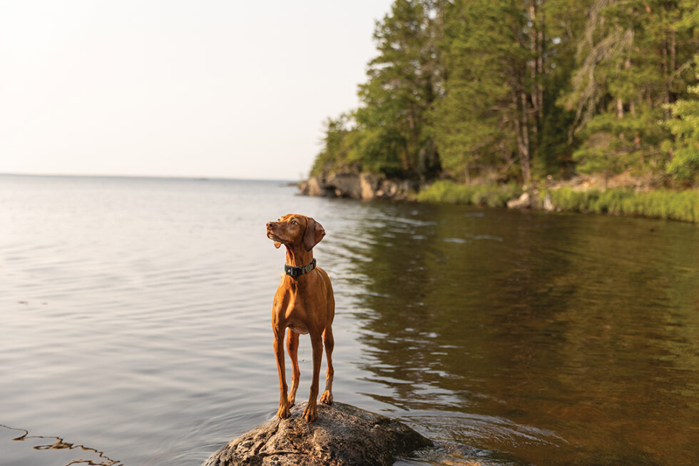 Maple Grove Magazine | The best places to dine, shop and explore